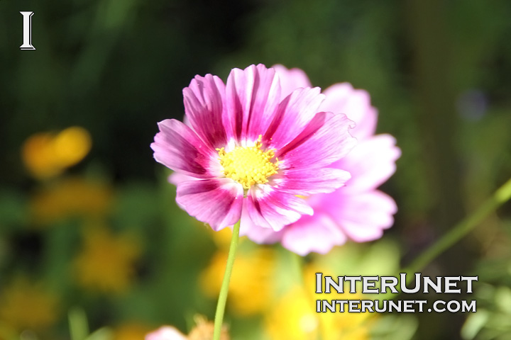 31 July 2016 | interunet